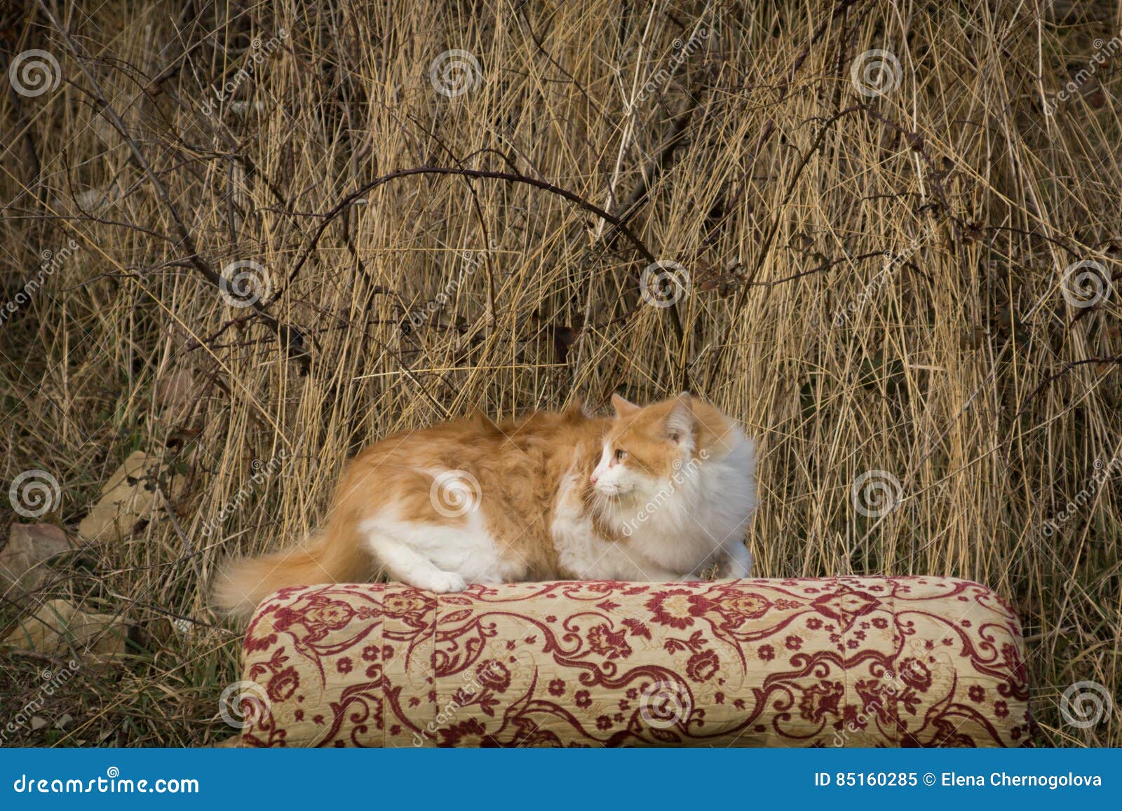 Scared cat. stock image. Image of male, kowtowing, looks - 85160285