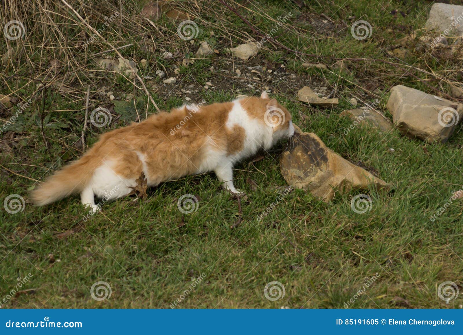 Scared cat. stock image. Image of bended, grass, scared - 85191605
