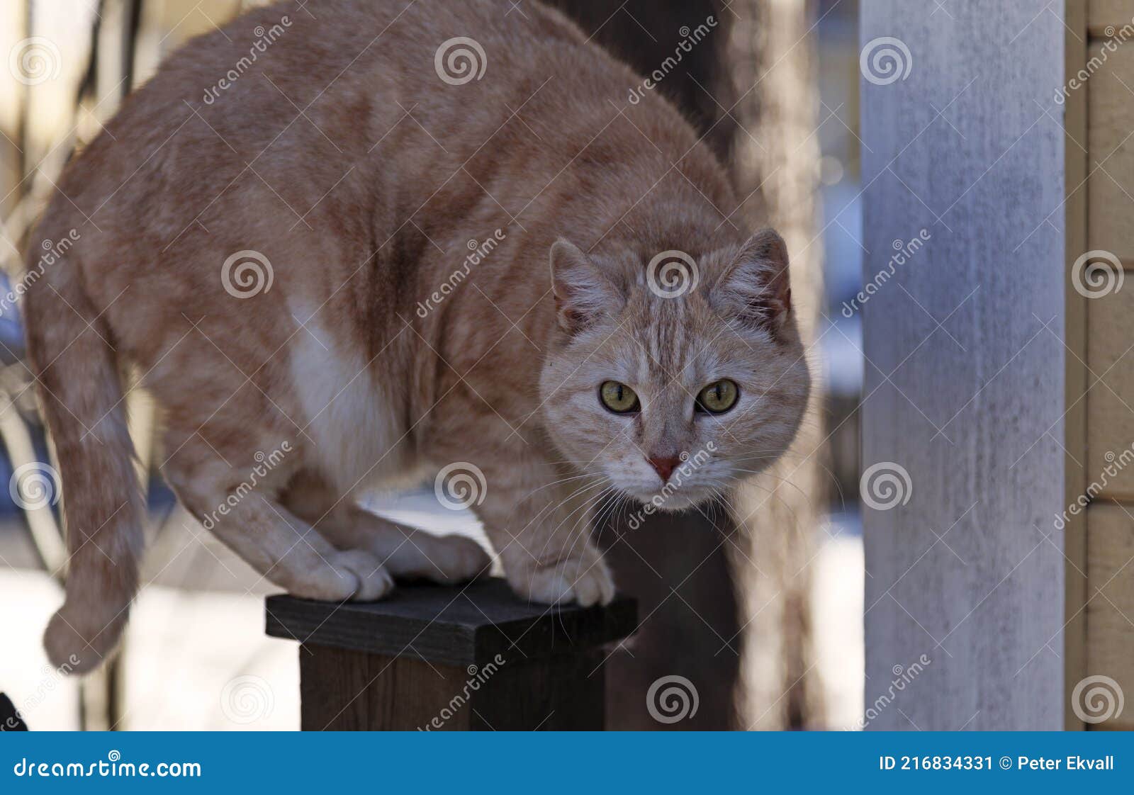 Scared Cat that Will Jump at Any Time Stock Image - Image of beautiful ...