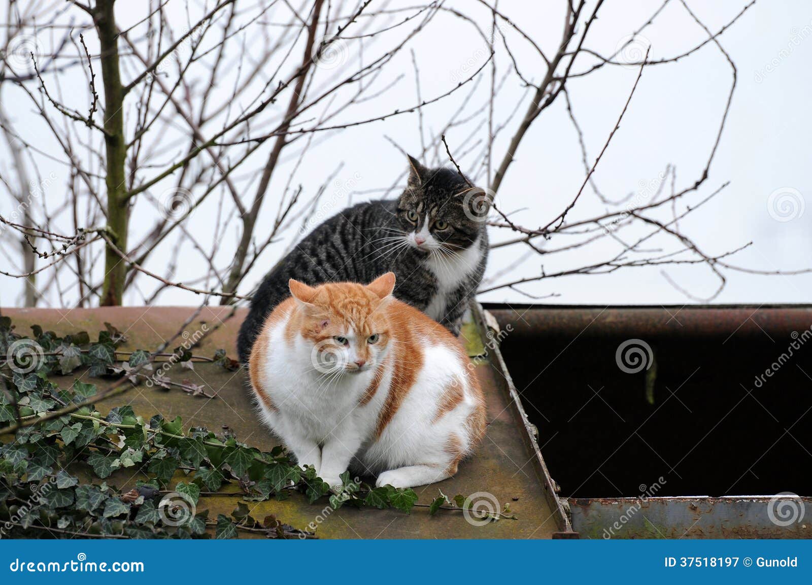 Scared cats stock image. Image of observe, garden, hear - 37518197