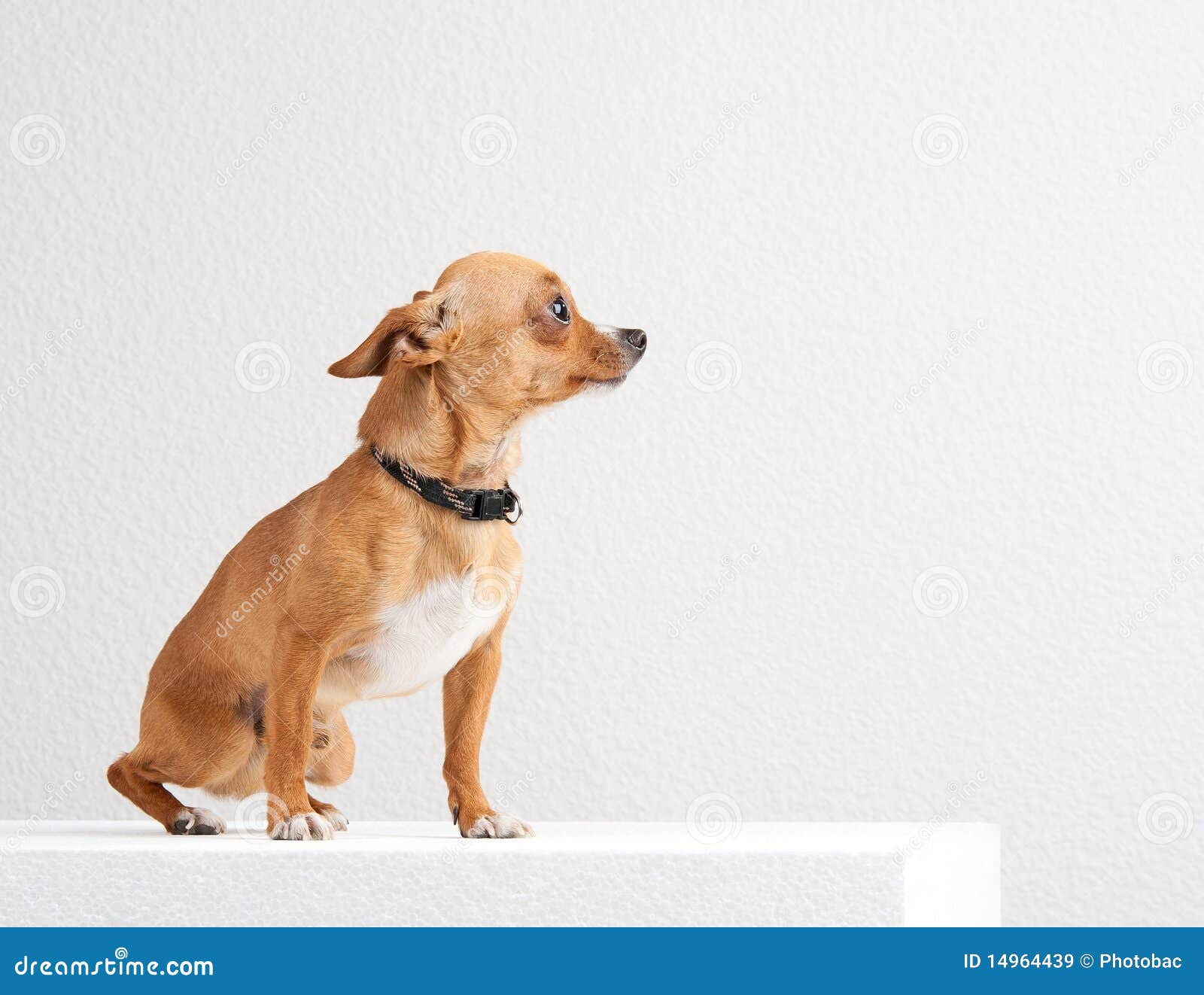Scared chihuahua stock image. Image of friend, breed - 14964439 Scared chihuahua stock image. Image of friend, breed - 14964439