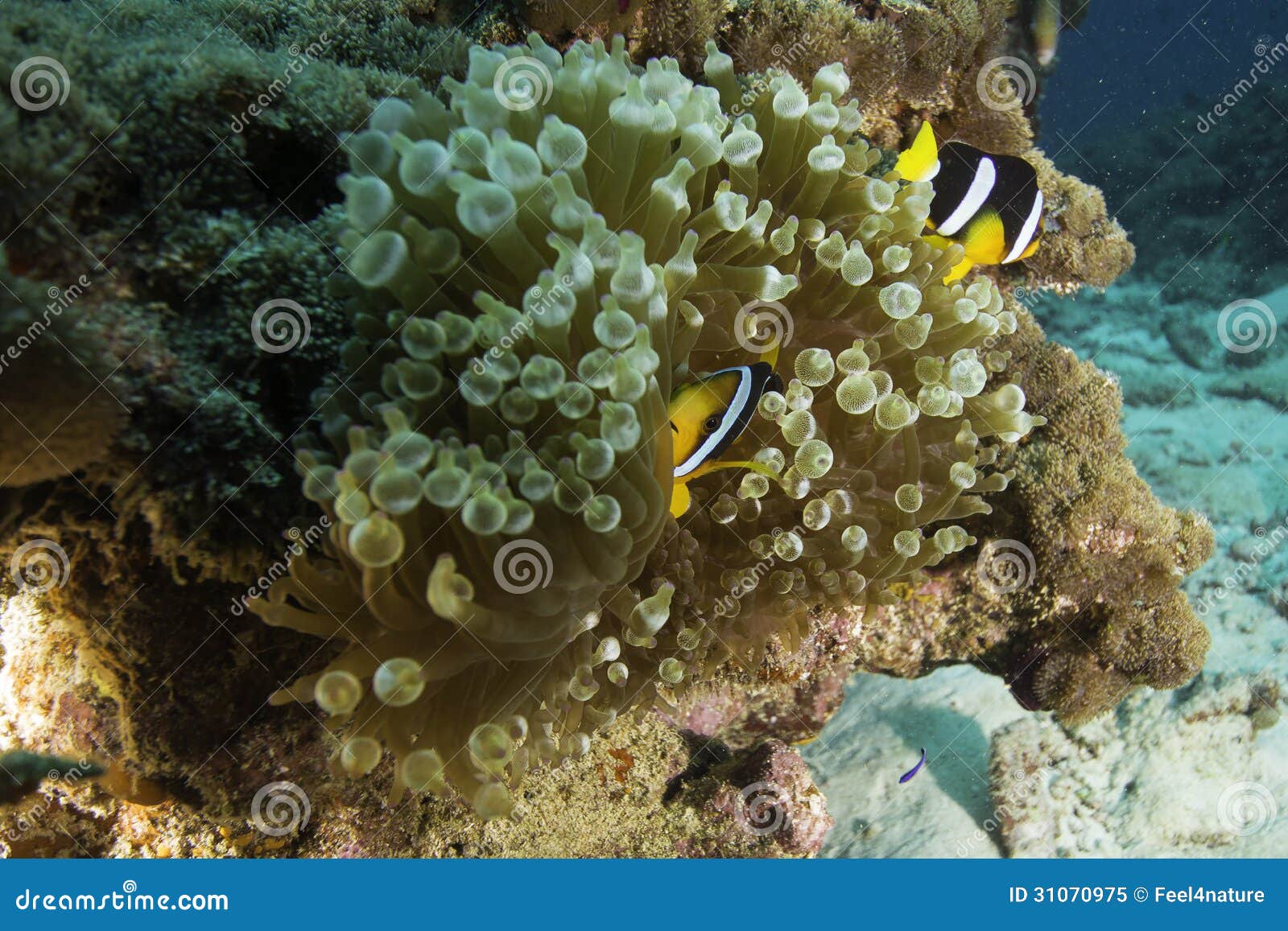 Scared Clownfish Hiding in a Anemone Stock Image - Image of water ...