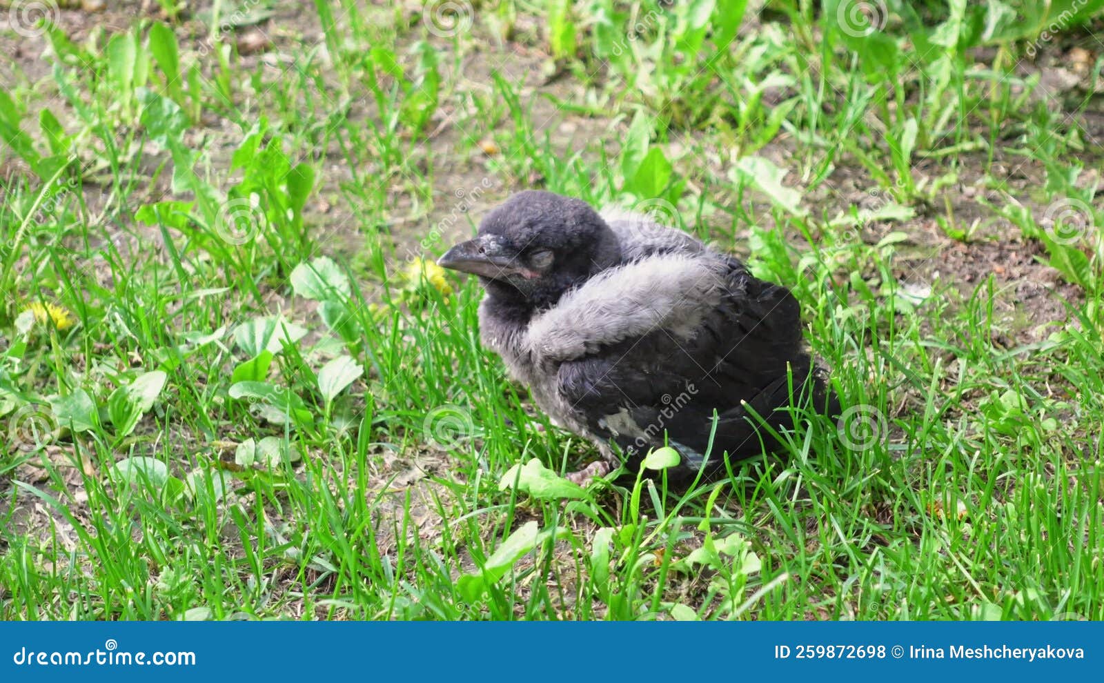 Scared Crow Chick is Sitting in the Grass after Falling from the Nest ...