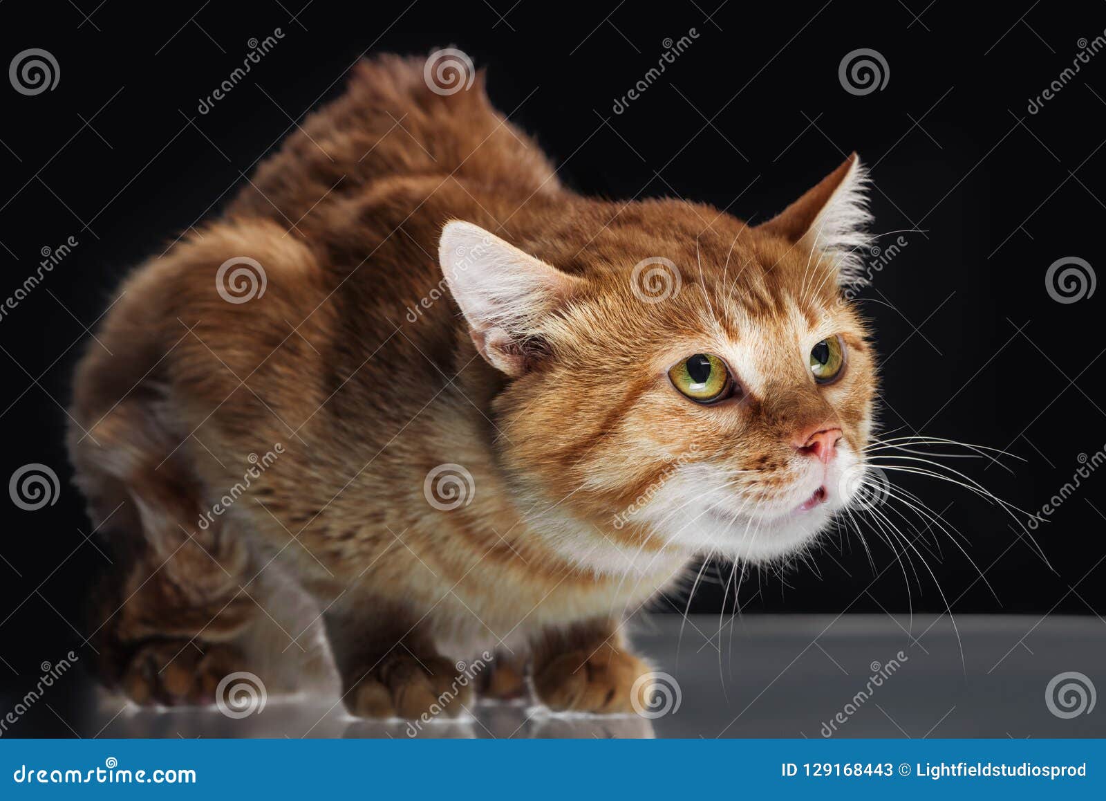 Scared Cute Domestic Red Cat Looking Up Stock Image - Image of redcat ...