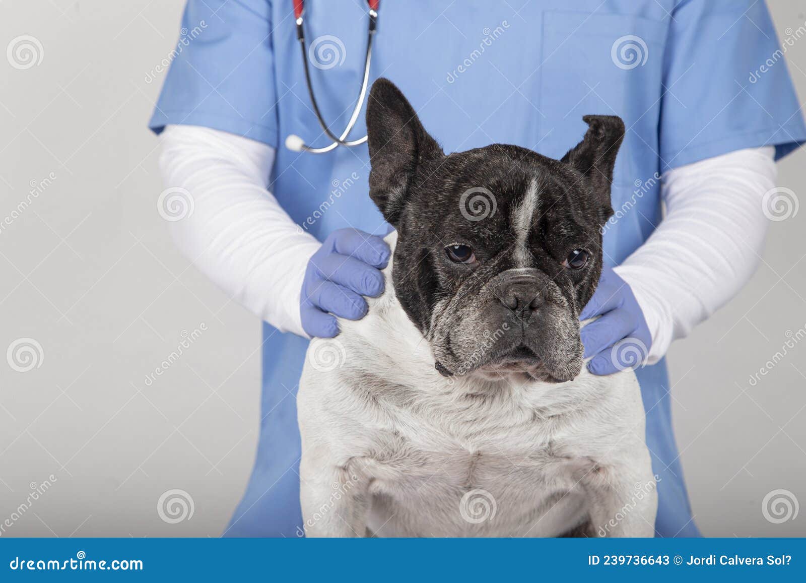 Scared Dog at the Veterinary Surgery Stock Image - Image of canine ...
