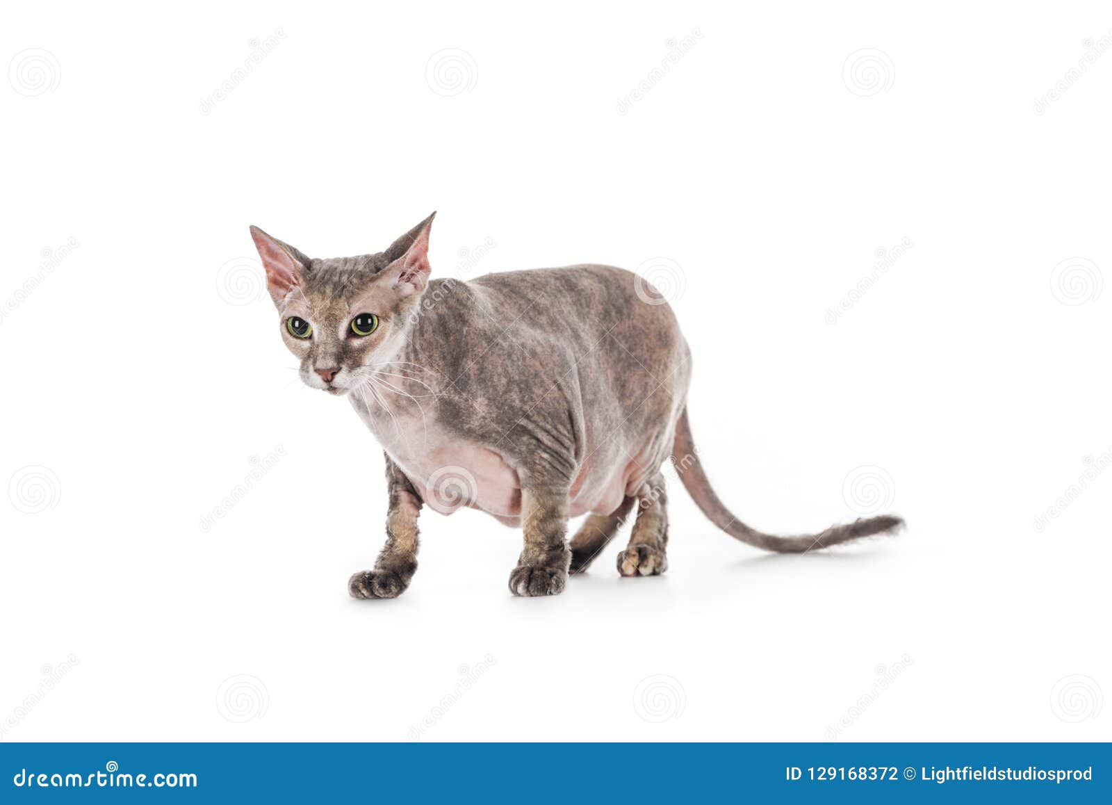 Scared Domestic Grey Sphynx Cat Standing Stock Photo - Image of ...
