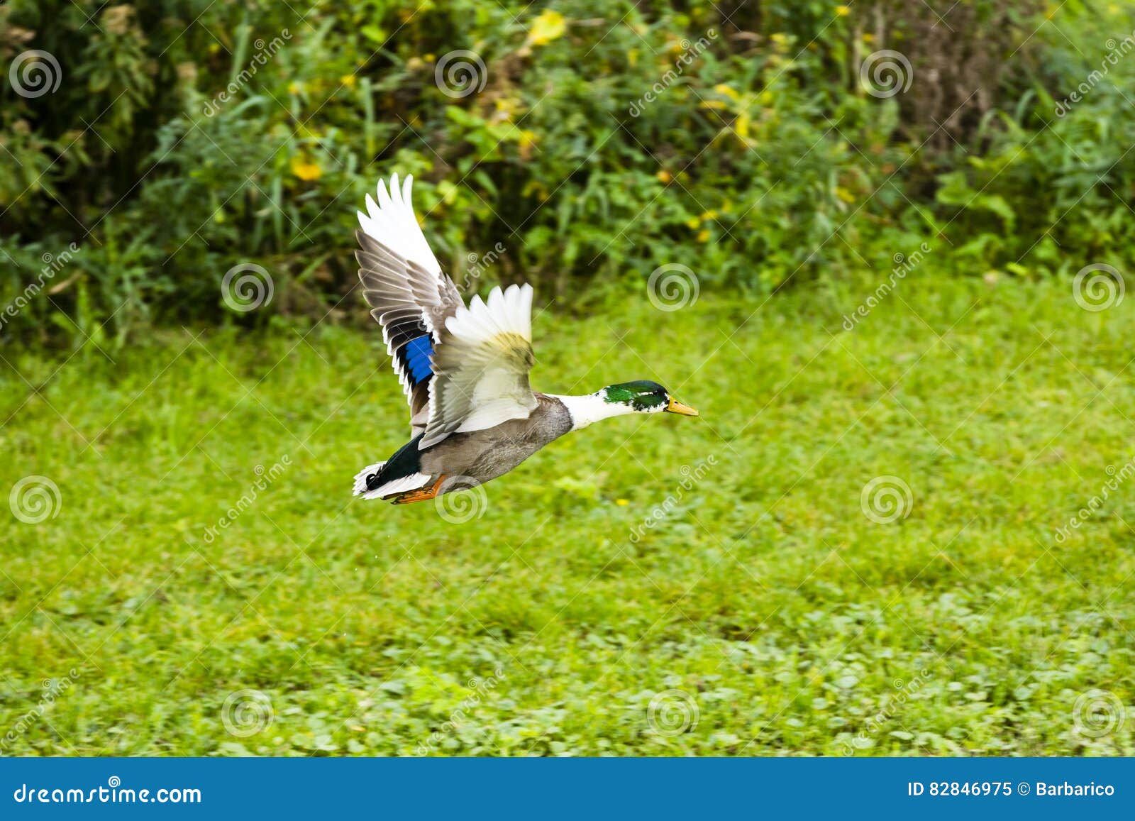 A scared duck flying away stock image. Image of netherlands - 82846975
