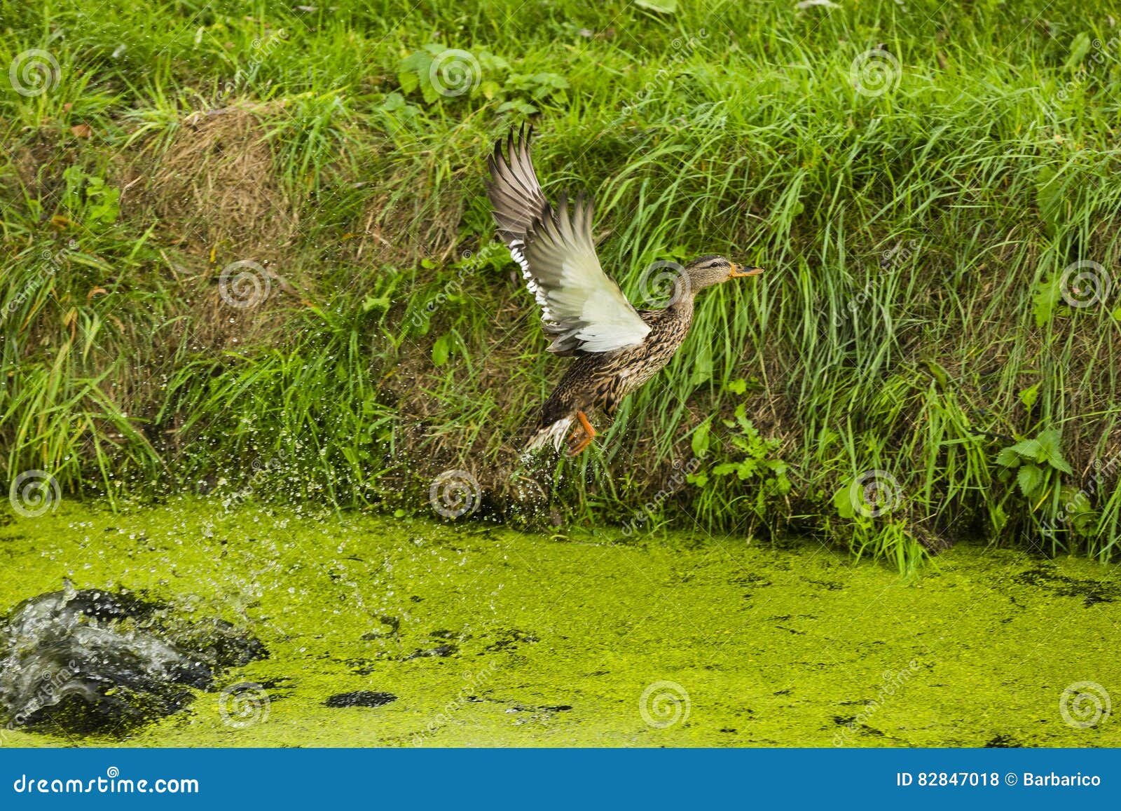 A scared duck flying away stock photo. Image of netherlands - 82847018