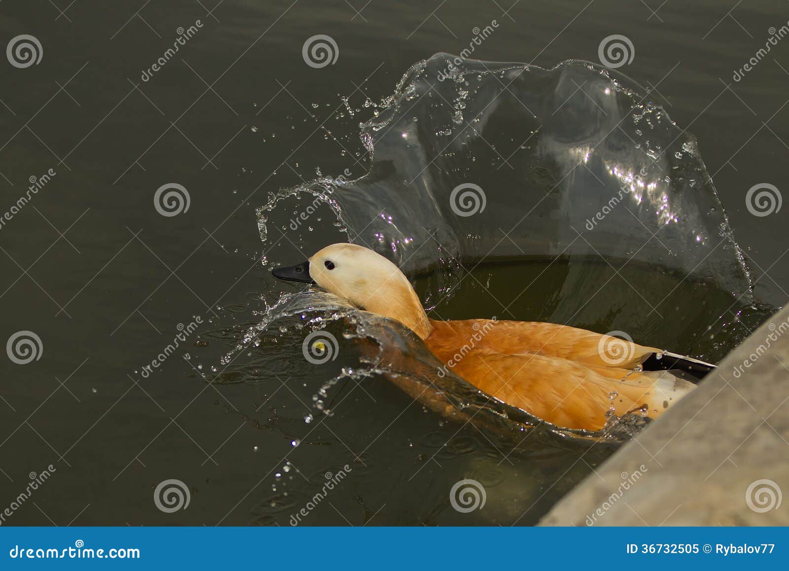 Scared duck stock image. Image of plumage, avian, african - 36732505