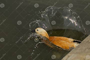 Scared duck stock image. Image of plumage, avian, african - 36732505