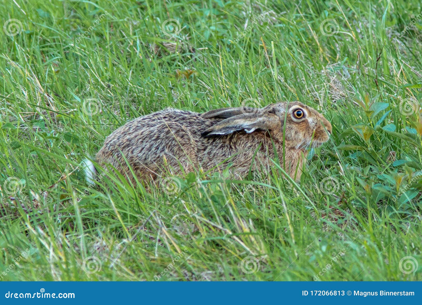 Scared Eurasian Hare Hiding in a Green Grass Field Stock Image - Image ...