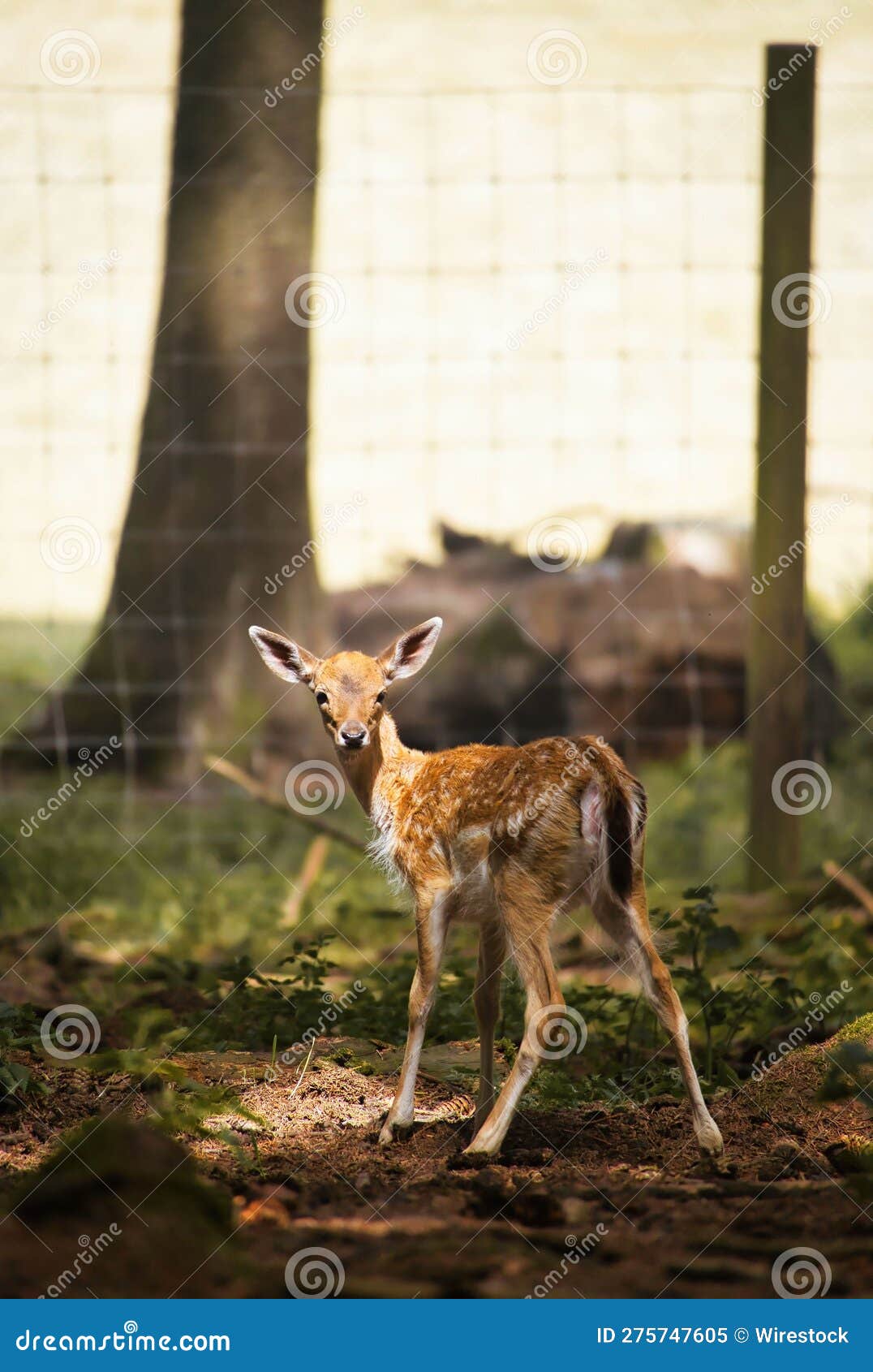 Scared Fawn Looking Back in the Sunlight Stock Image - Image of park ...