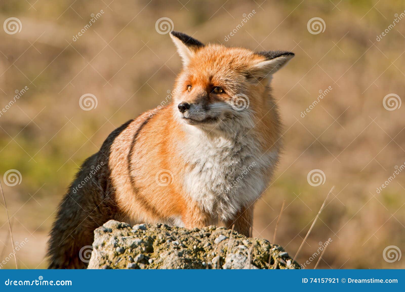 A scared fox stock image. Image of orange, animal, scared - 74157921