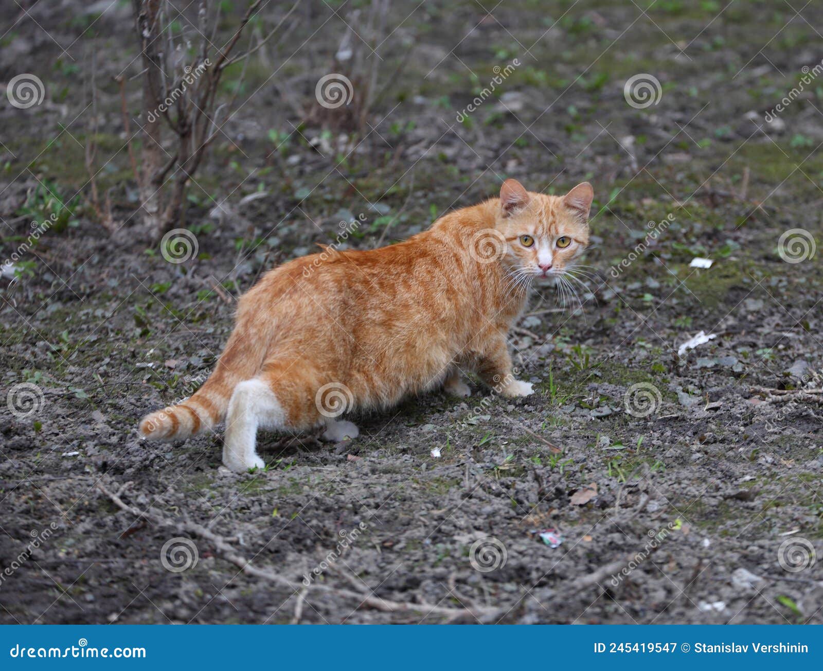 Scared Ginger Cat on the Ground Stock Image - Image of cats, wild ...