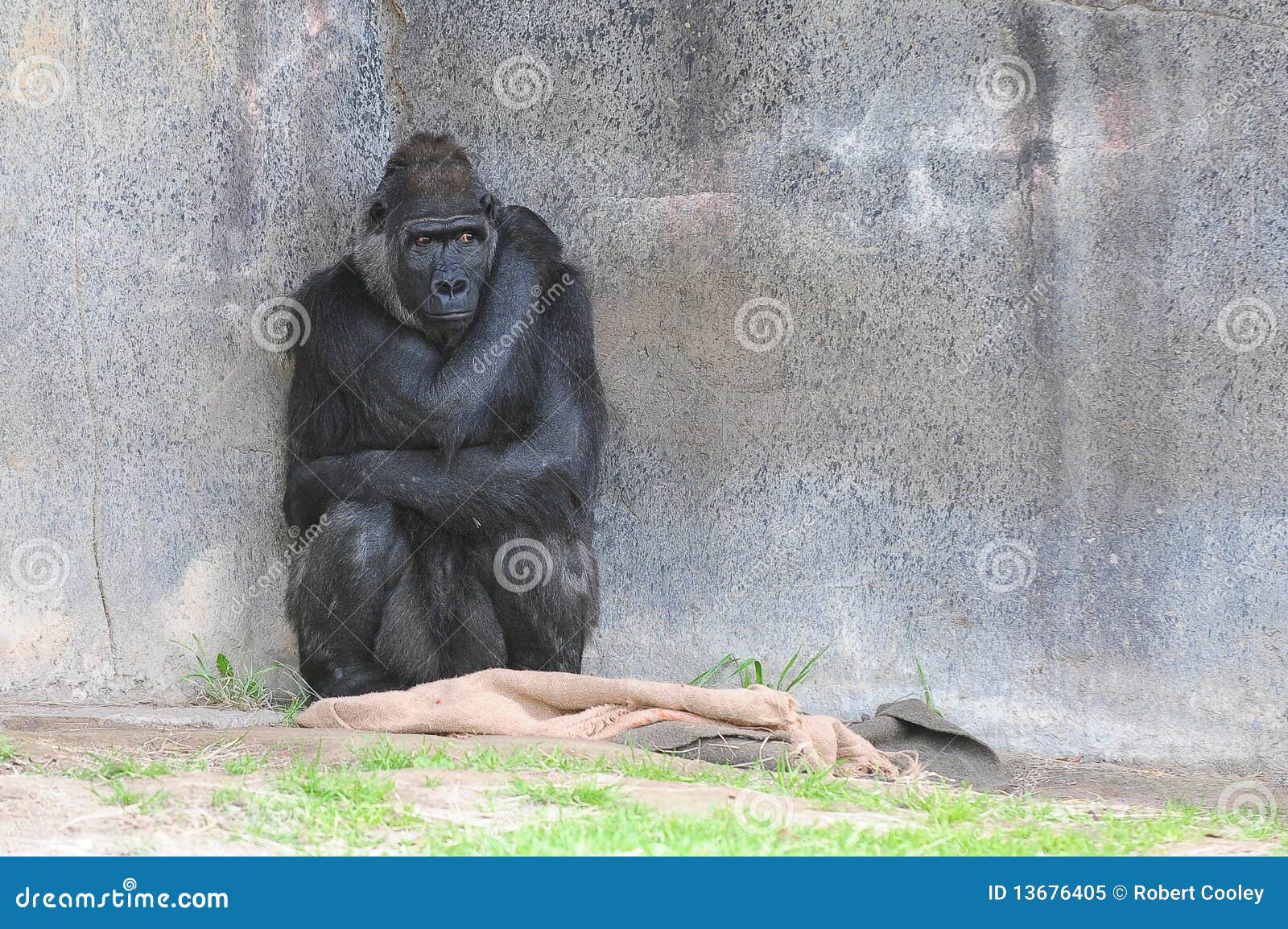 Scared gorilla stock image. Image of lonely, abuse, worry - 13676405