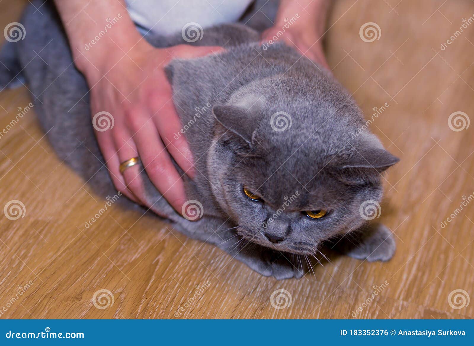 Scared Gray Cat British Keep on the Floor before Vaccination Stock ...