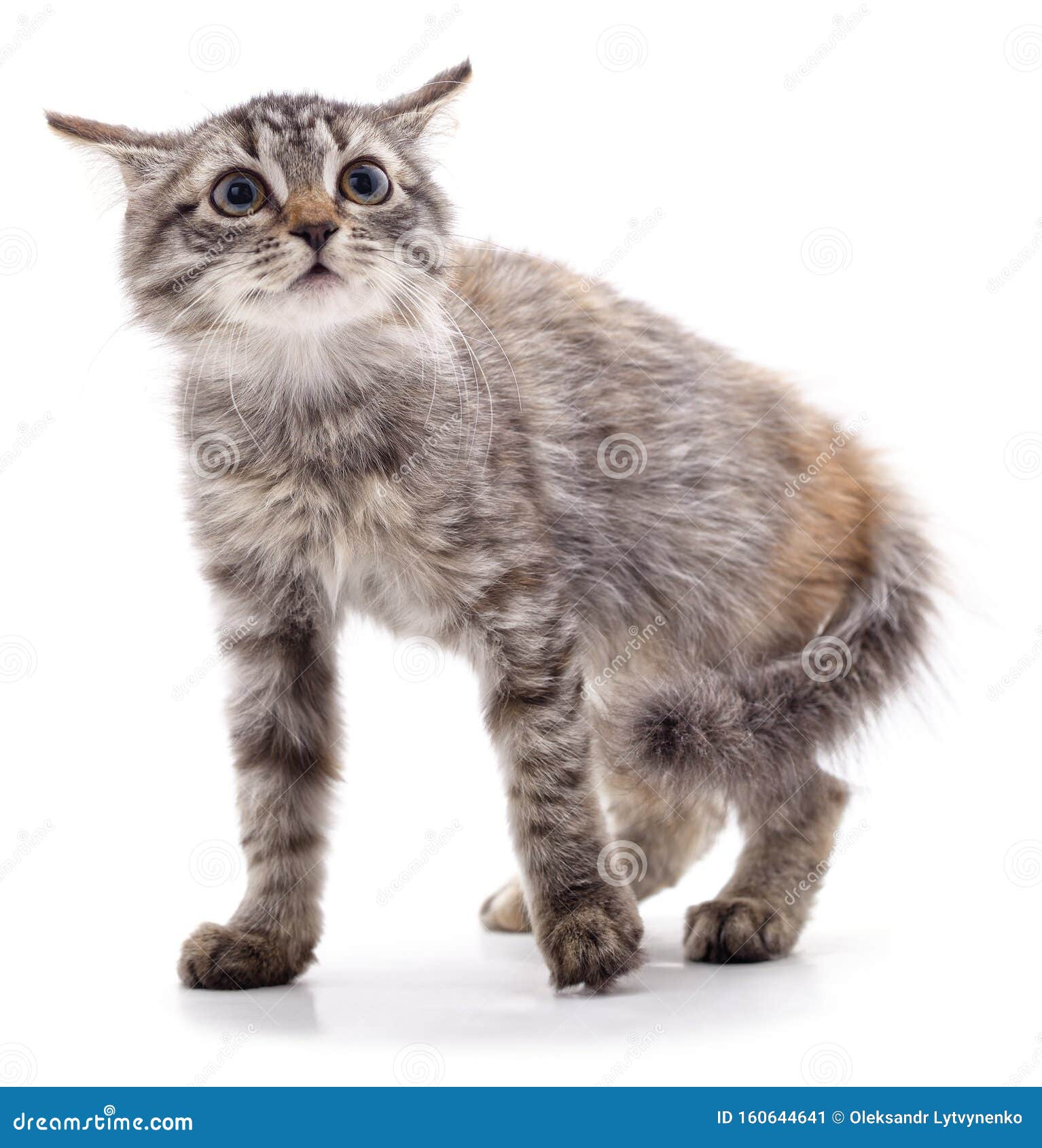 Scared Gray Rodent Mouse Sitting In A Barrel With A Supply Of Wheat ...