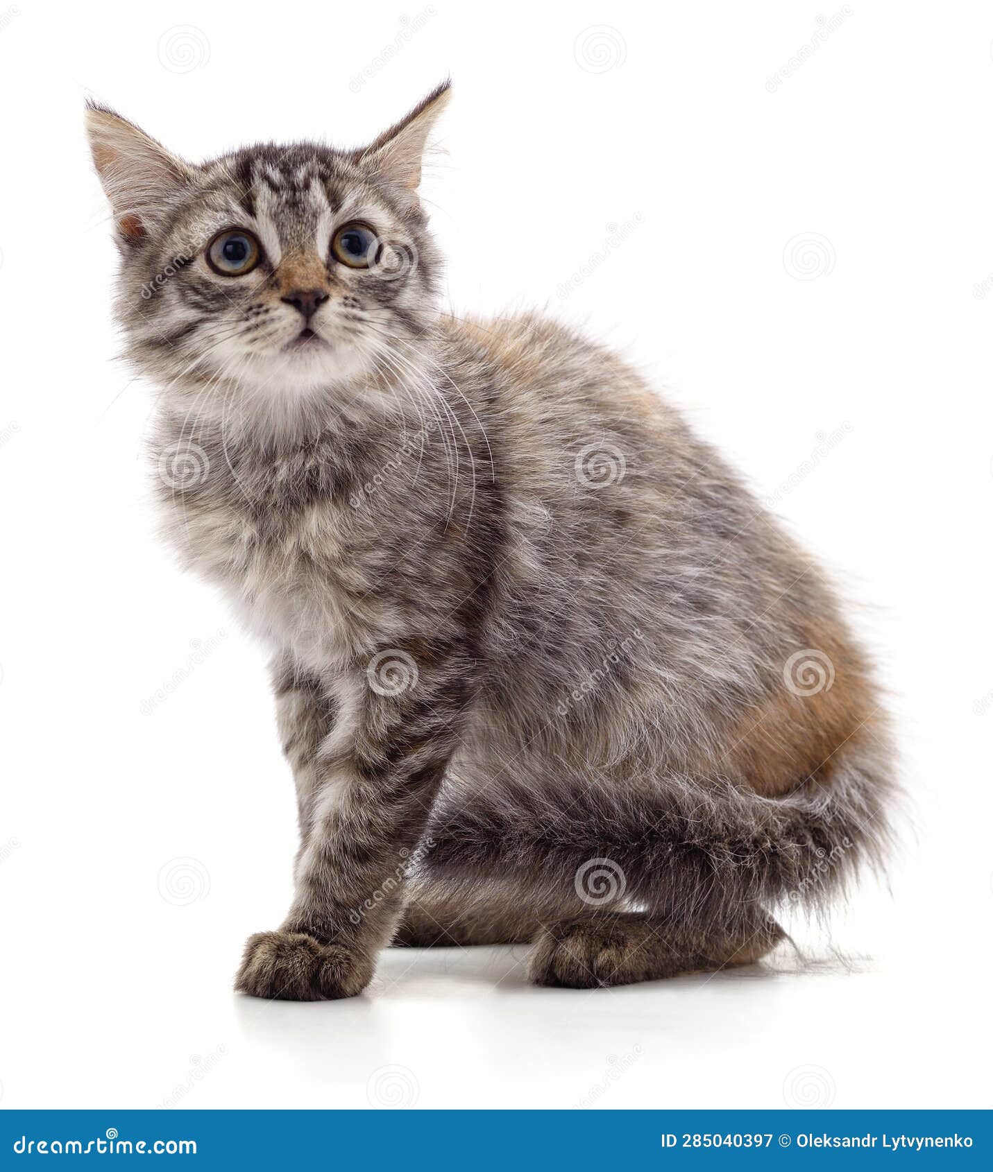 Scared Gray Rodent Mouse Sitting In A Barrel With A Supply Of Wheat ...