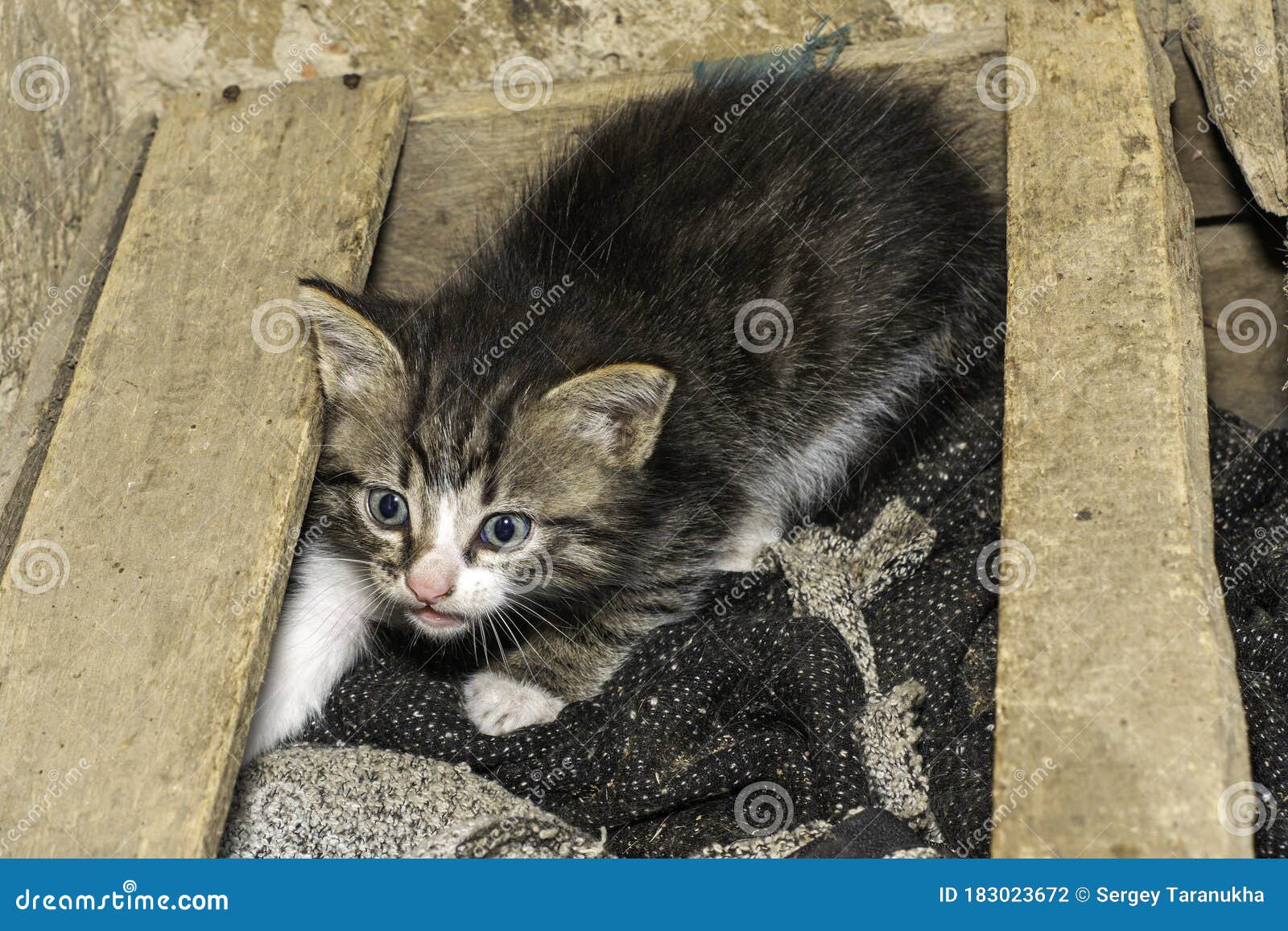 Scared Gray Rodent Mouse Sitting In A Barrel With A Supply Of Wheat ...