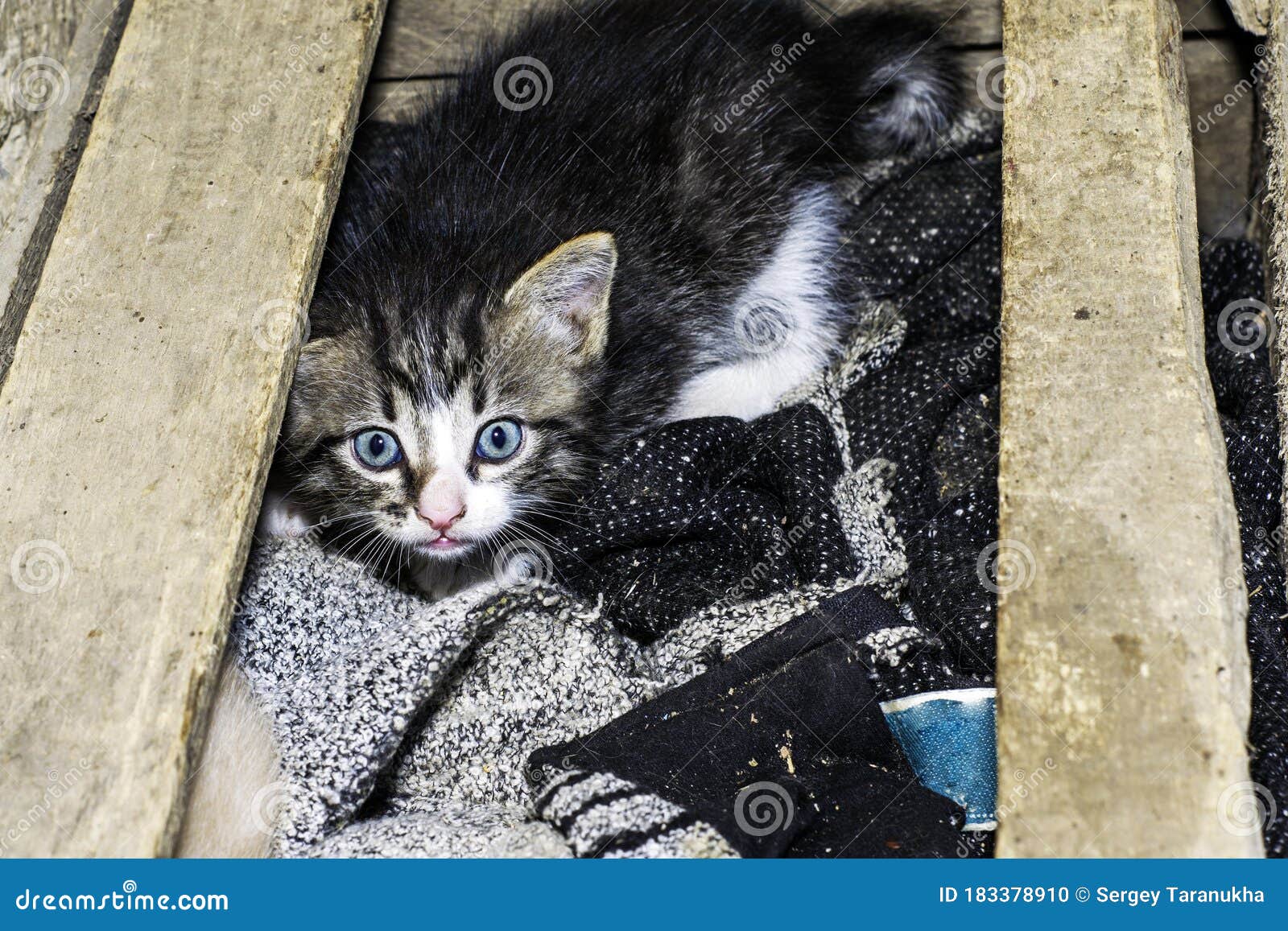 Scared Gray Kitten Hiding in the Wooden Box Stock Photo - Image of ...