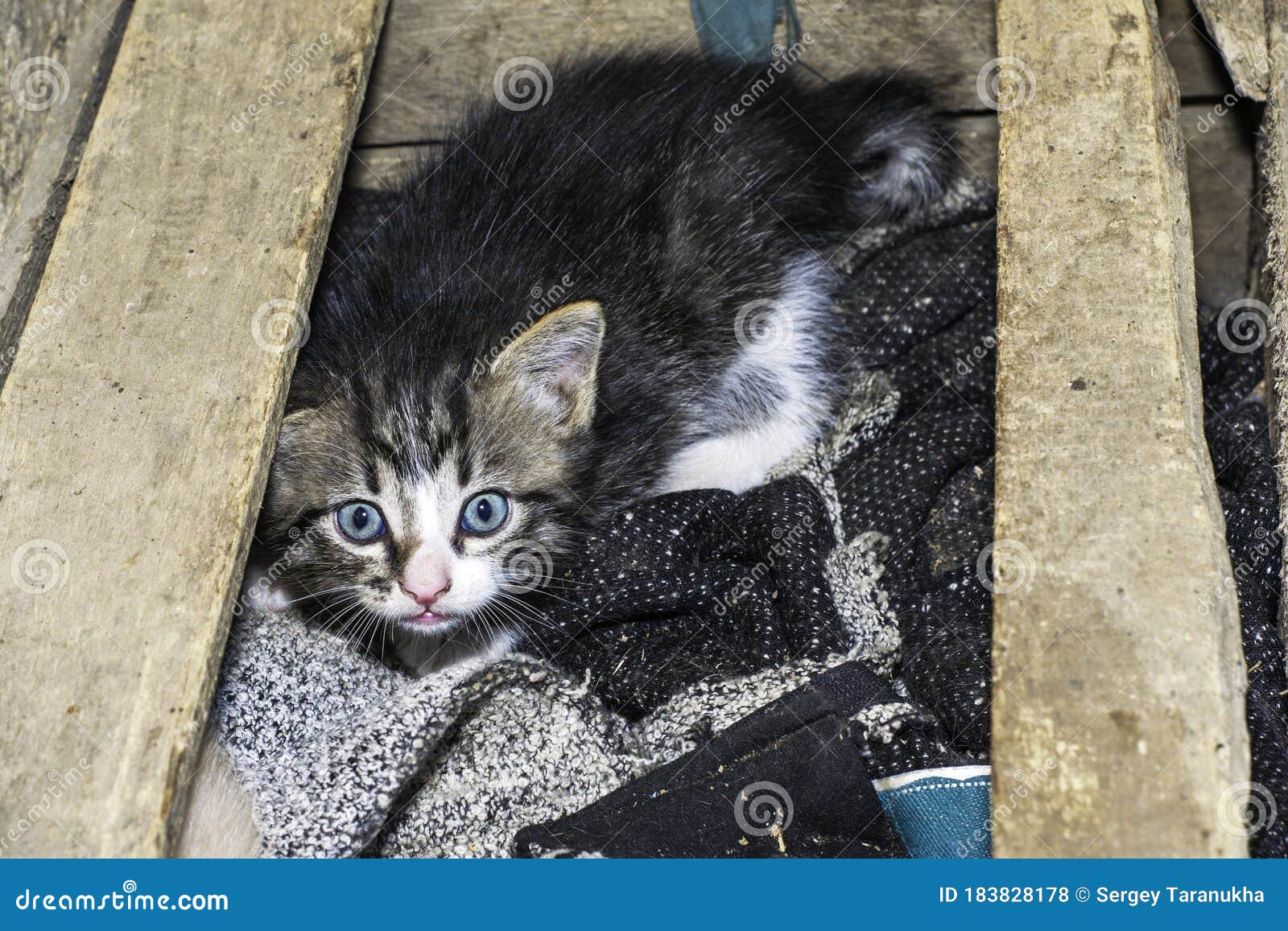 Scared Gray Kitten Hiding in the Wooden Box Stock Photo - Image of ...