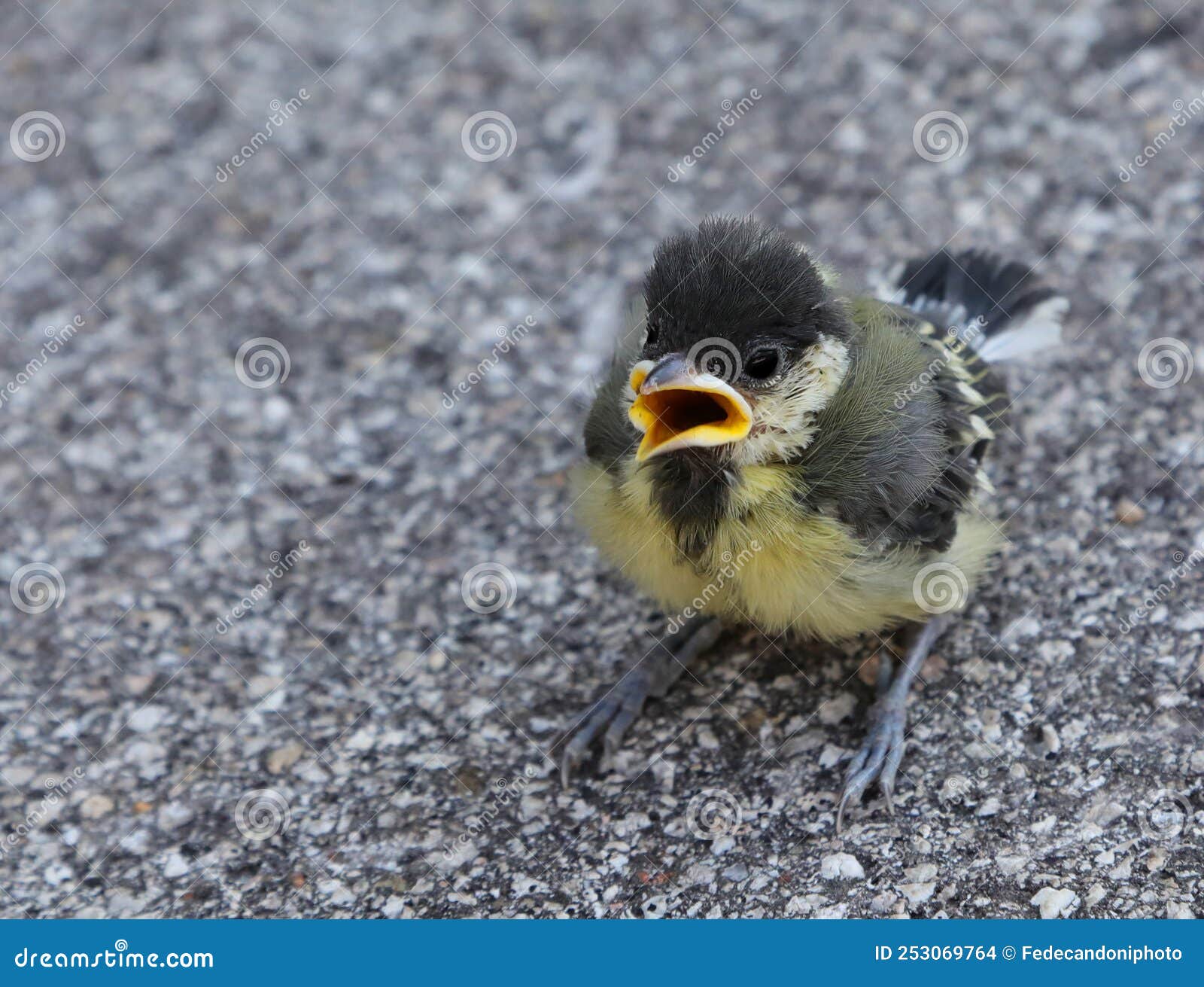 Scared Great Tit Bird Chick with Open Beak Peeping Stock Photo - Image ...