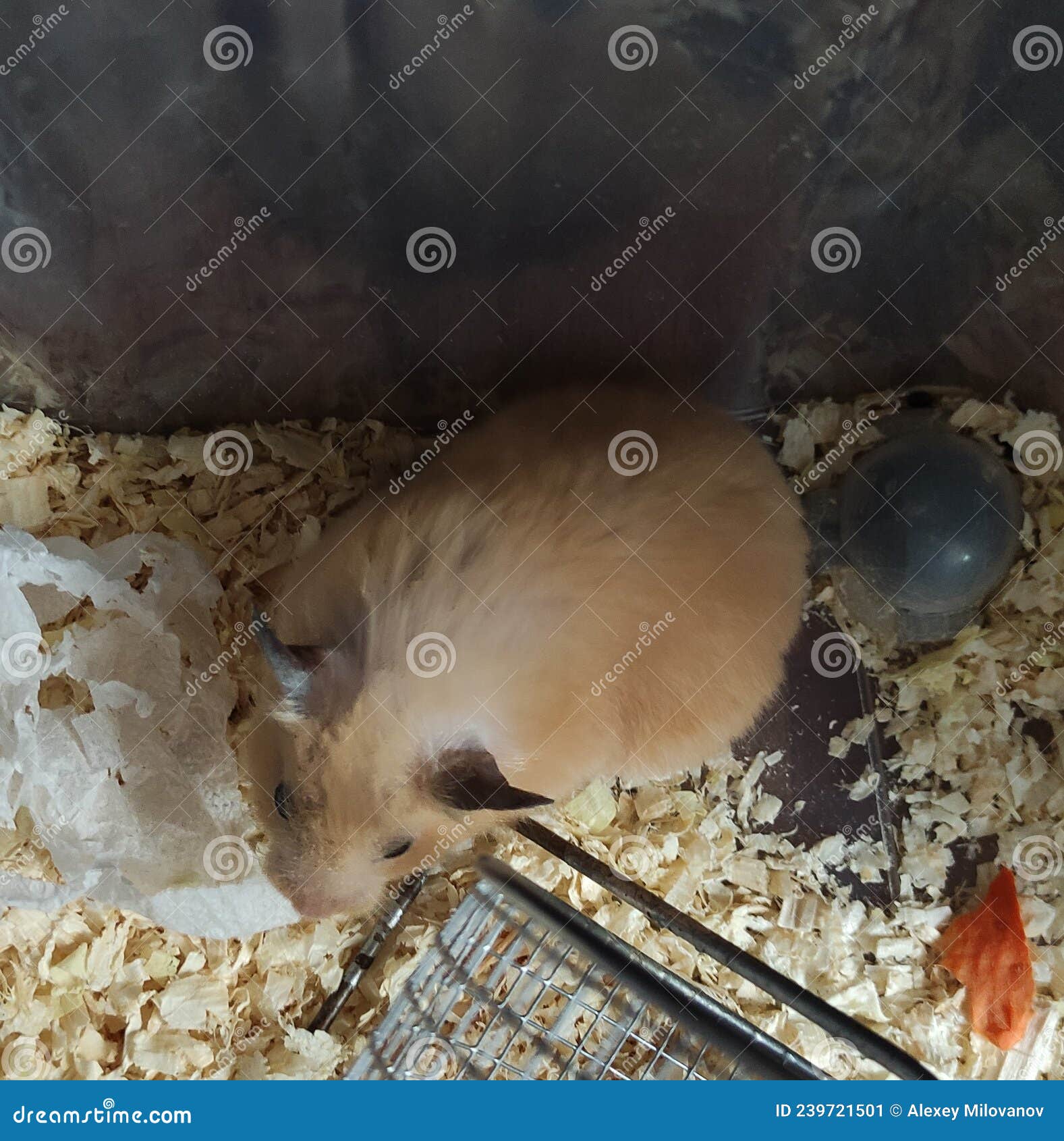 Scared hamster in a cage stock image. Image of closeup - 239721501