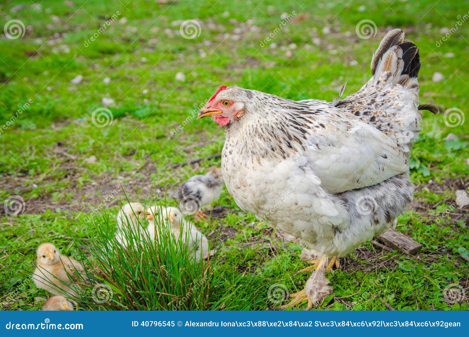 A scared hen stock image. Image of orange, chick, countryside - 40796545