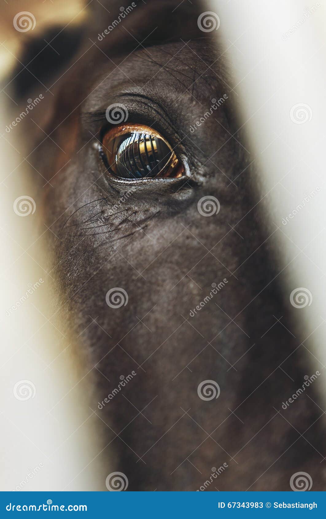 Scared Horse Eye with Bars Reflection Stock Image - Image of looking ...