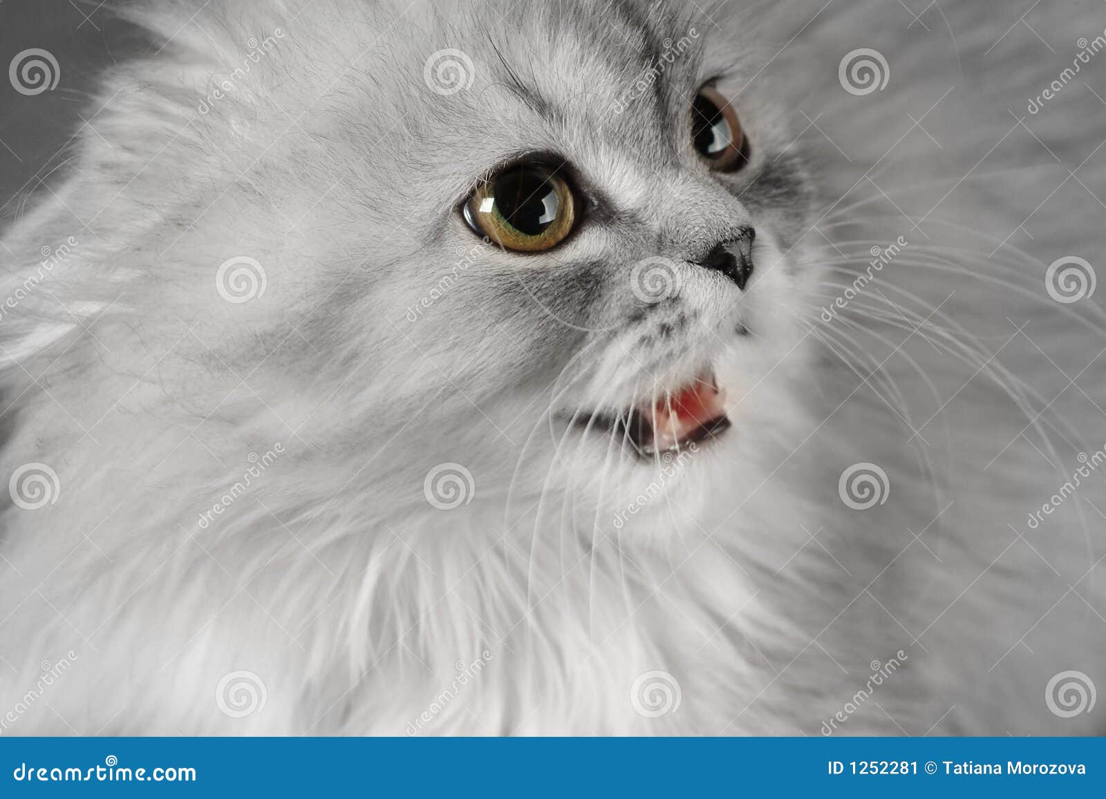 The scared kitten stock image. Image of fluffy, animal - 1252281