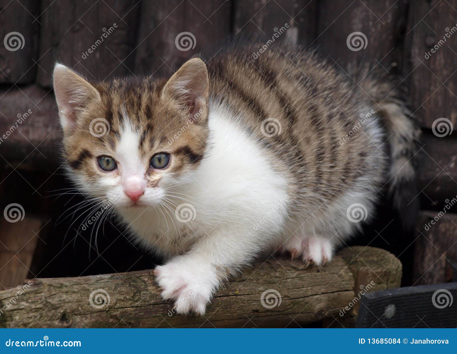 Scared kitten stock photo. Image of darling, animal, eyes - 13685084