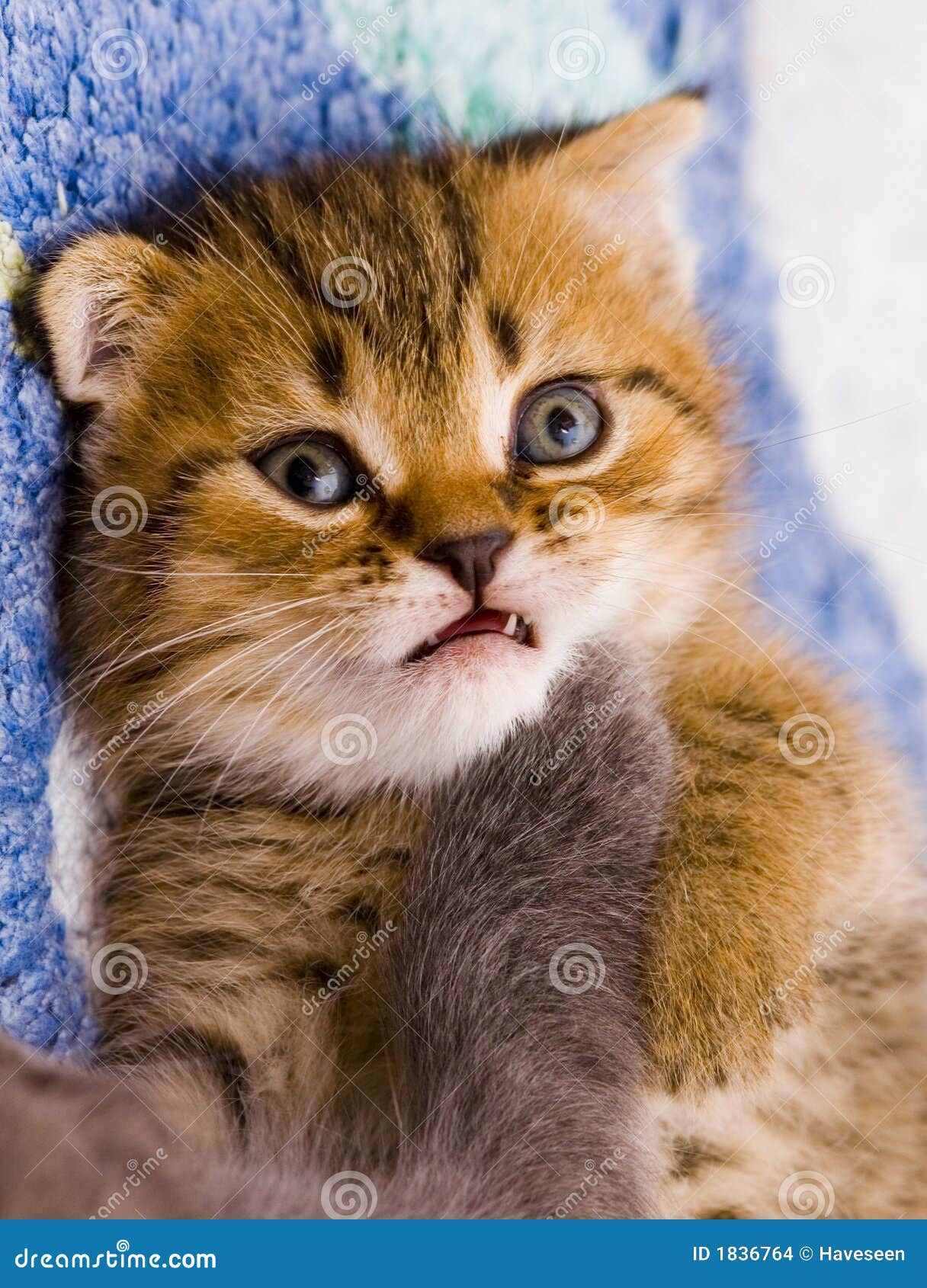 Scared Kitten Stock Images - Image: 1836764