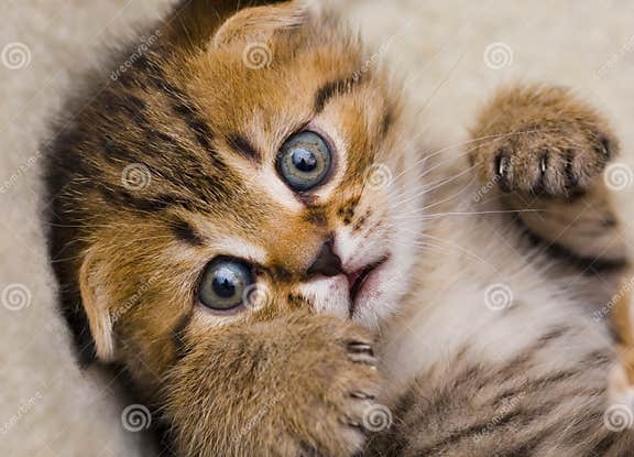 Scared kitten stock image. Image of pets, whisker, domestic - 1836809