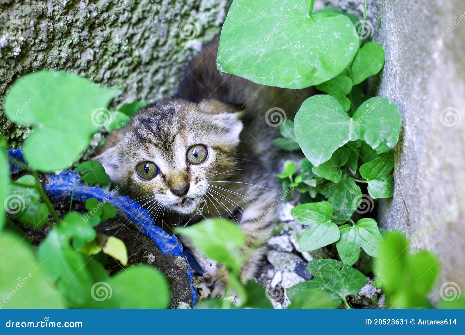 Scared kitten stock image. Image of kitten, curious, hide - 20523631