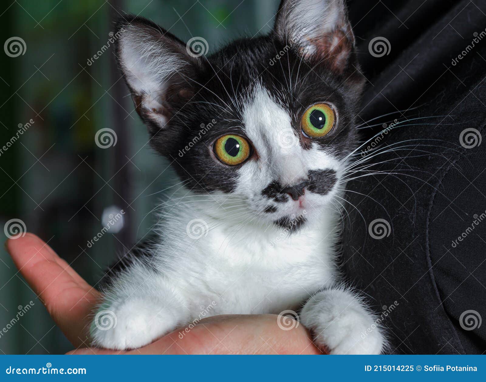 Scared Kitten with Big Yellow Eyes in Female Hands Stock Image - Image ...