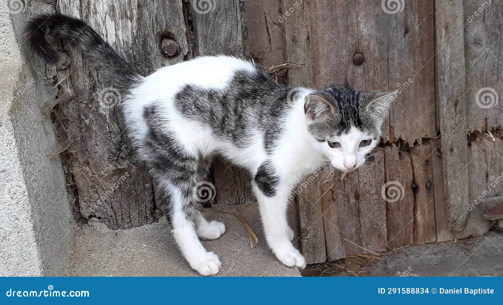 Scared kitten stock photo. Image of wildcat, animal - 291588834