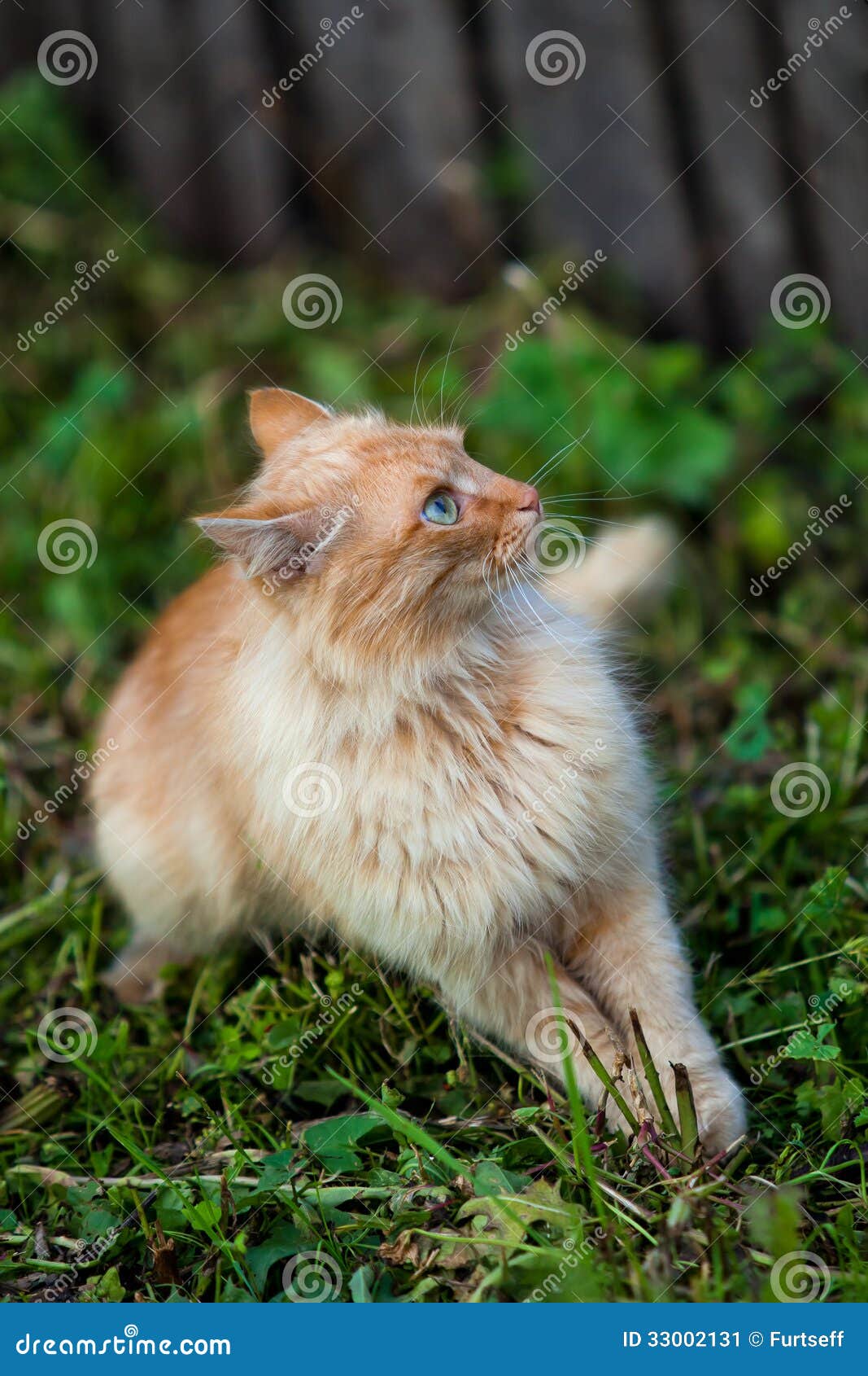 Scared kitten stock image. Image of cats, pussycat, scared - 33002131