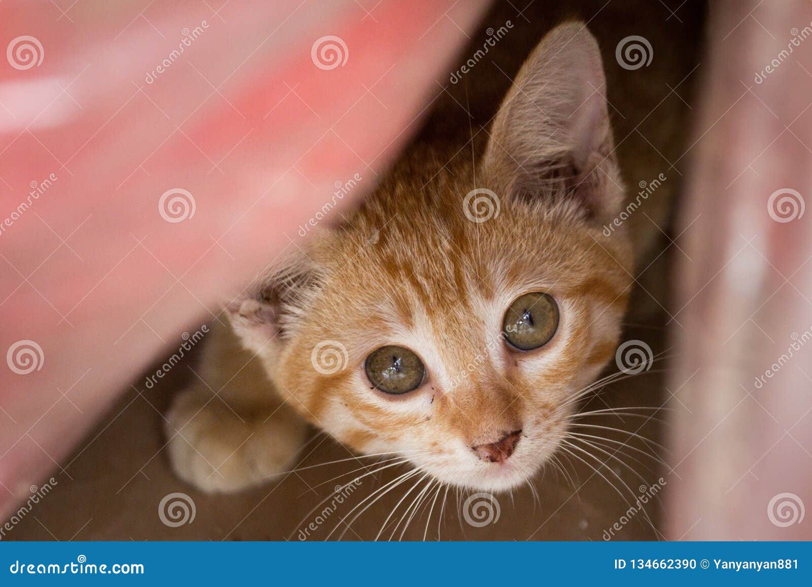 Scared Kitten Hiding Stock Images - Download 208 Royalty Free Photos