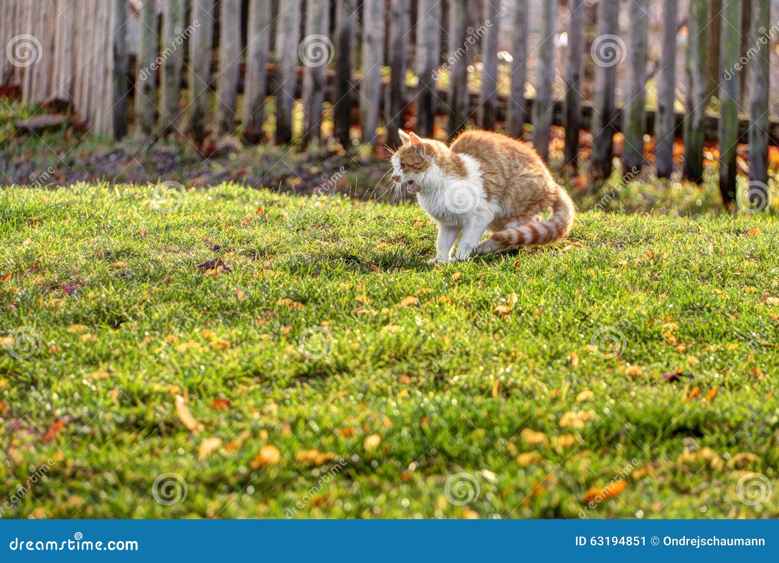 Scared kitten stock image. Image of small, railing, terrified - 63194851