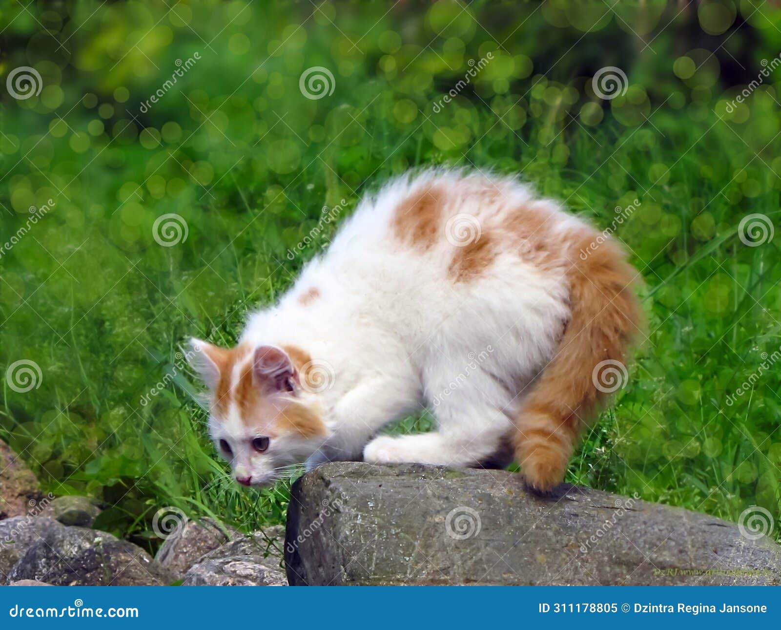 - Scared - Scared Kitten Outside. Stock Image - Image of farmhouse ...