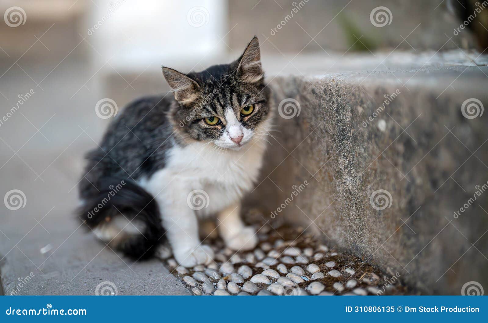 Scared kitten stock image. Image of street, outdoor - 310806135