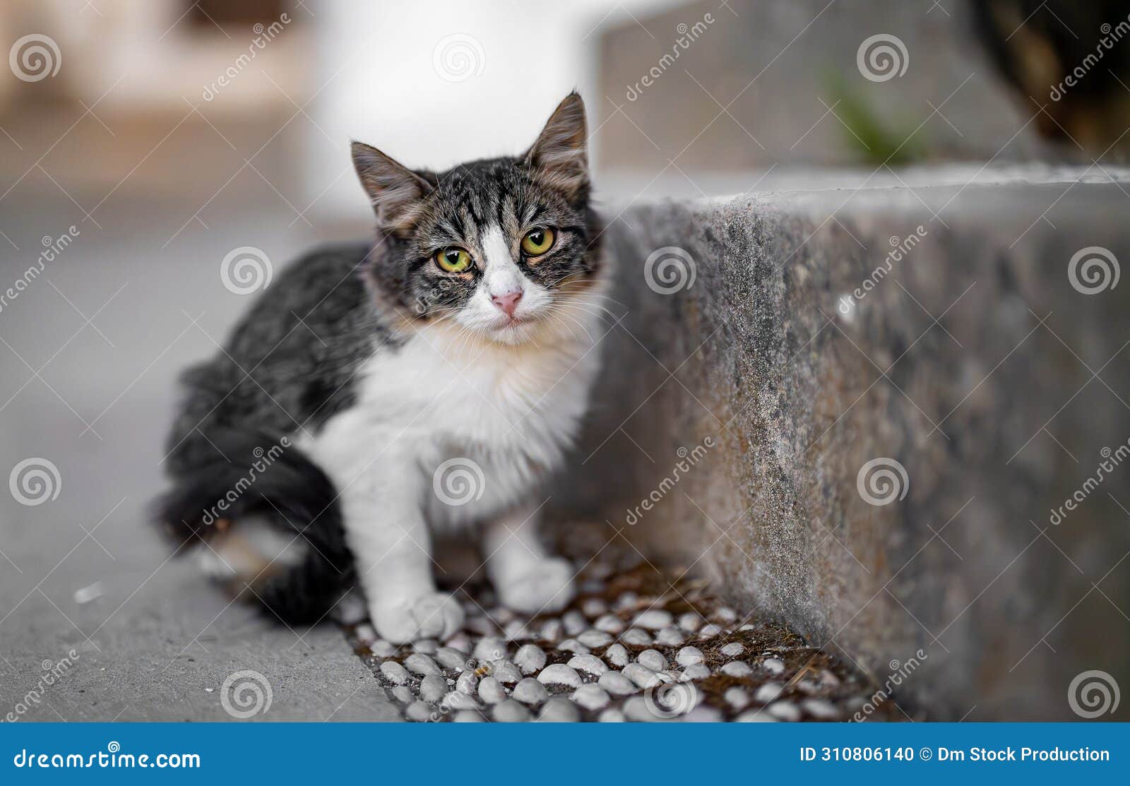 Scared kitten stock photo. Image of portrait, abandoned - 310806140