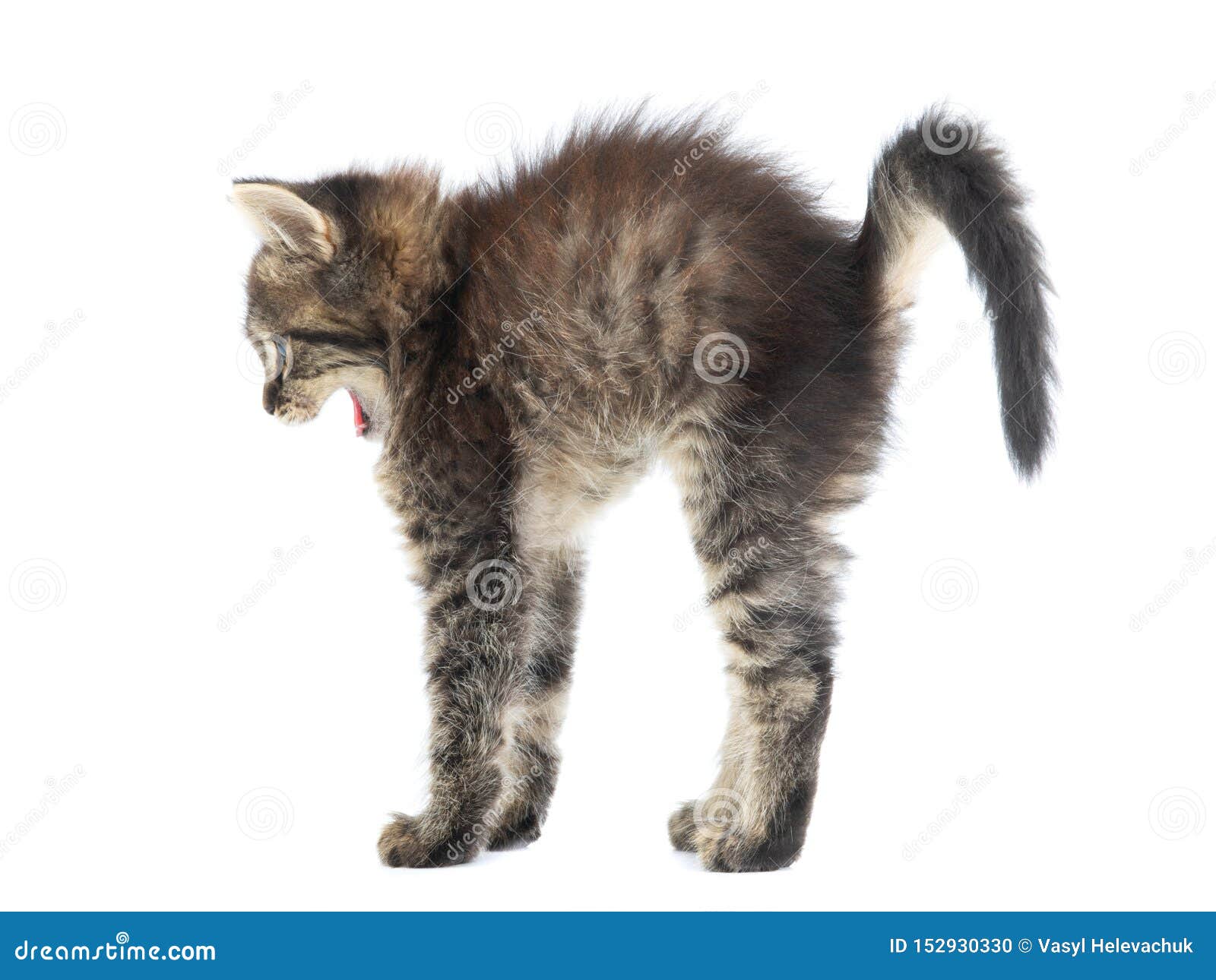 A Scared Kitten Stock Image | CartoonDealer.com #9551731