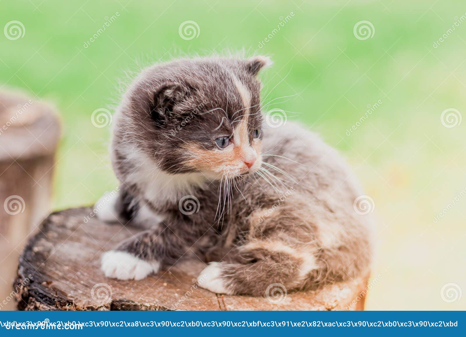 A Scared Kitten Stands on a Log. Little Kitten on the Street. Fluffy ...