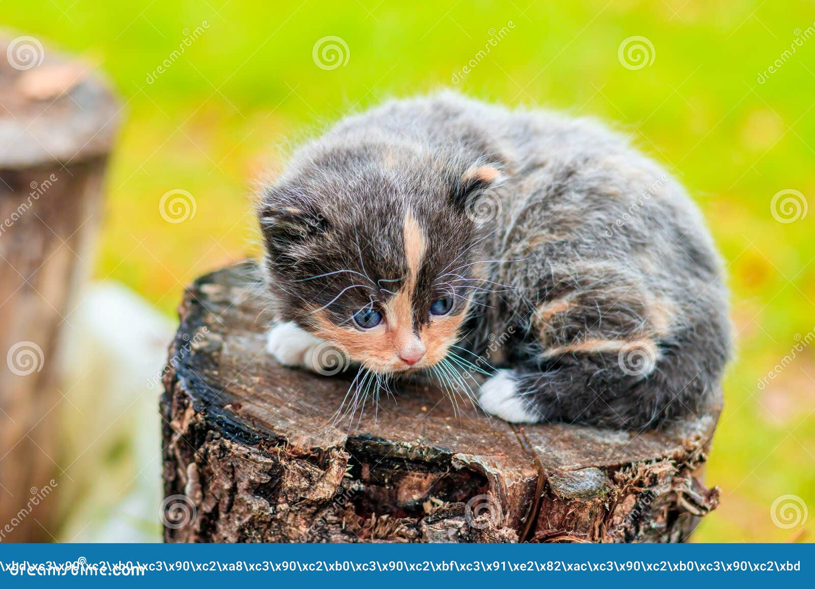 A Scared Kitten Stands on a Log. Little Kitten on the Street. Fluffy ...