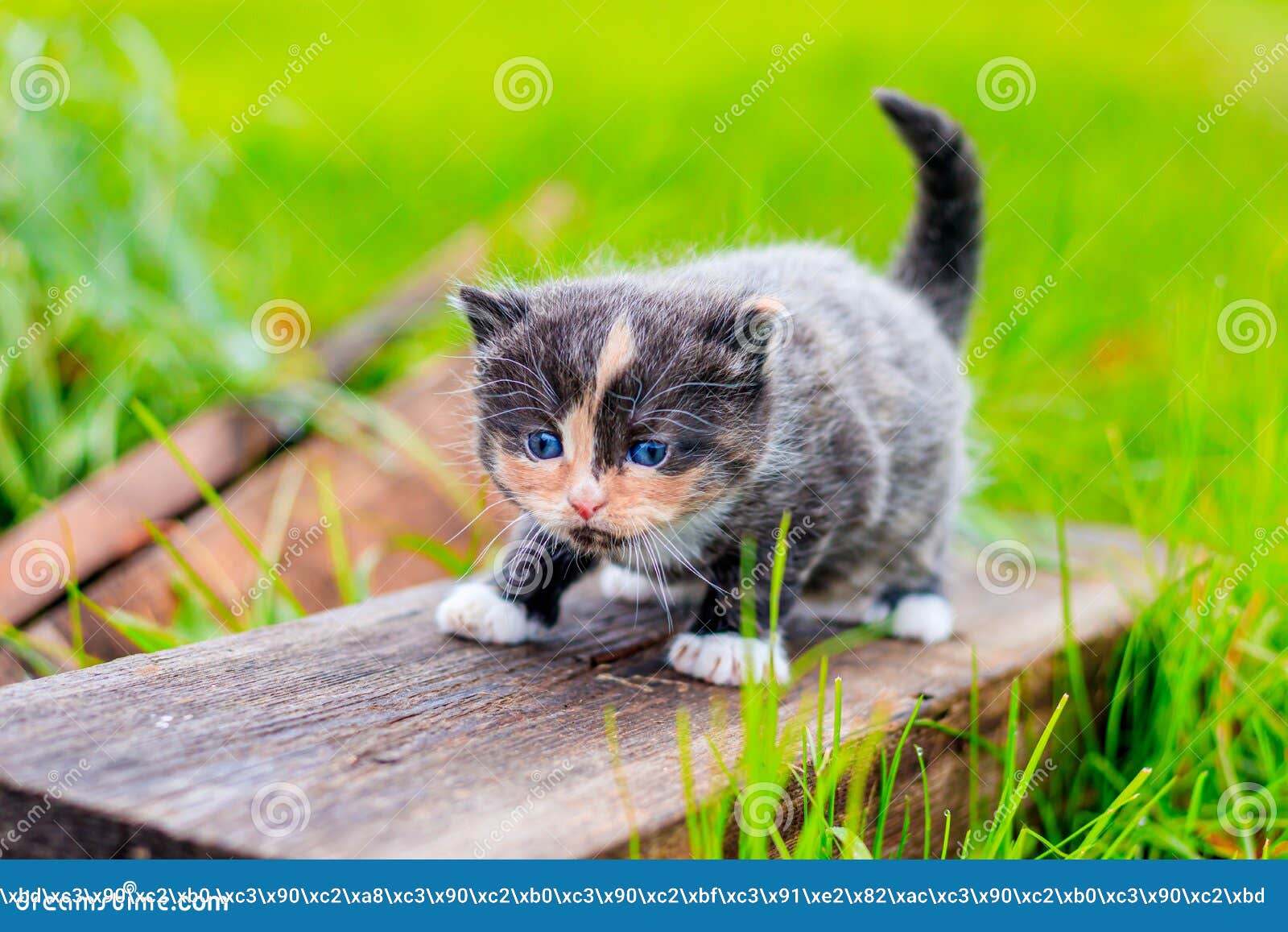 A Scared Kitten Stands on a Log. Little Kitten on the Street. Fluffy ...