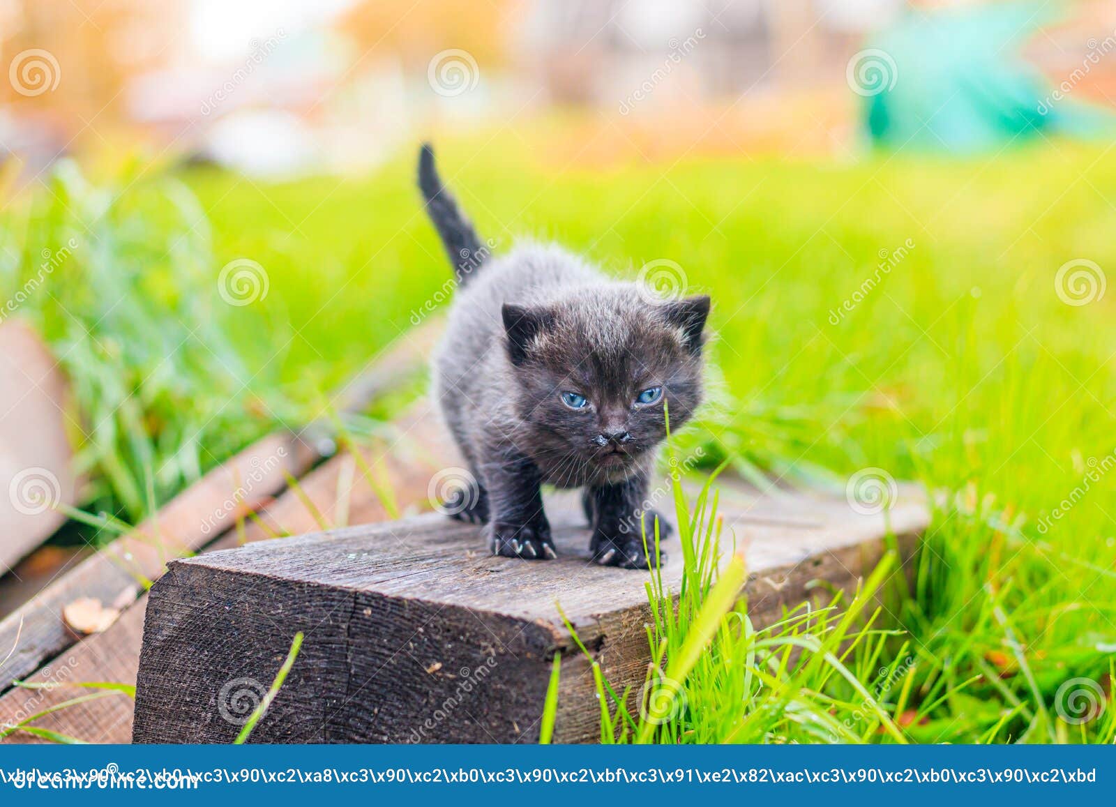 A Scared Kitten Stands on a Log. Little Kitten on the Street. Fluffy ...