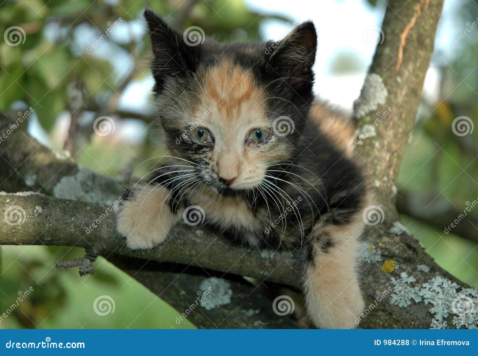 Scared kitten on the tree stock photo. Image of furry, fangs - 984288