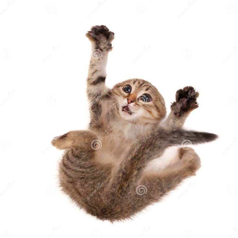 Scared kitten stock photo. Image of expression, domestic - 34346546