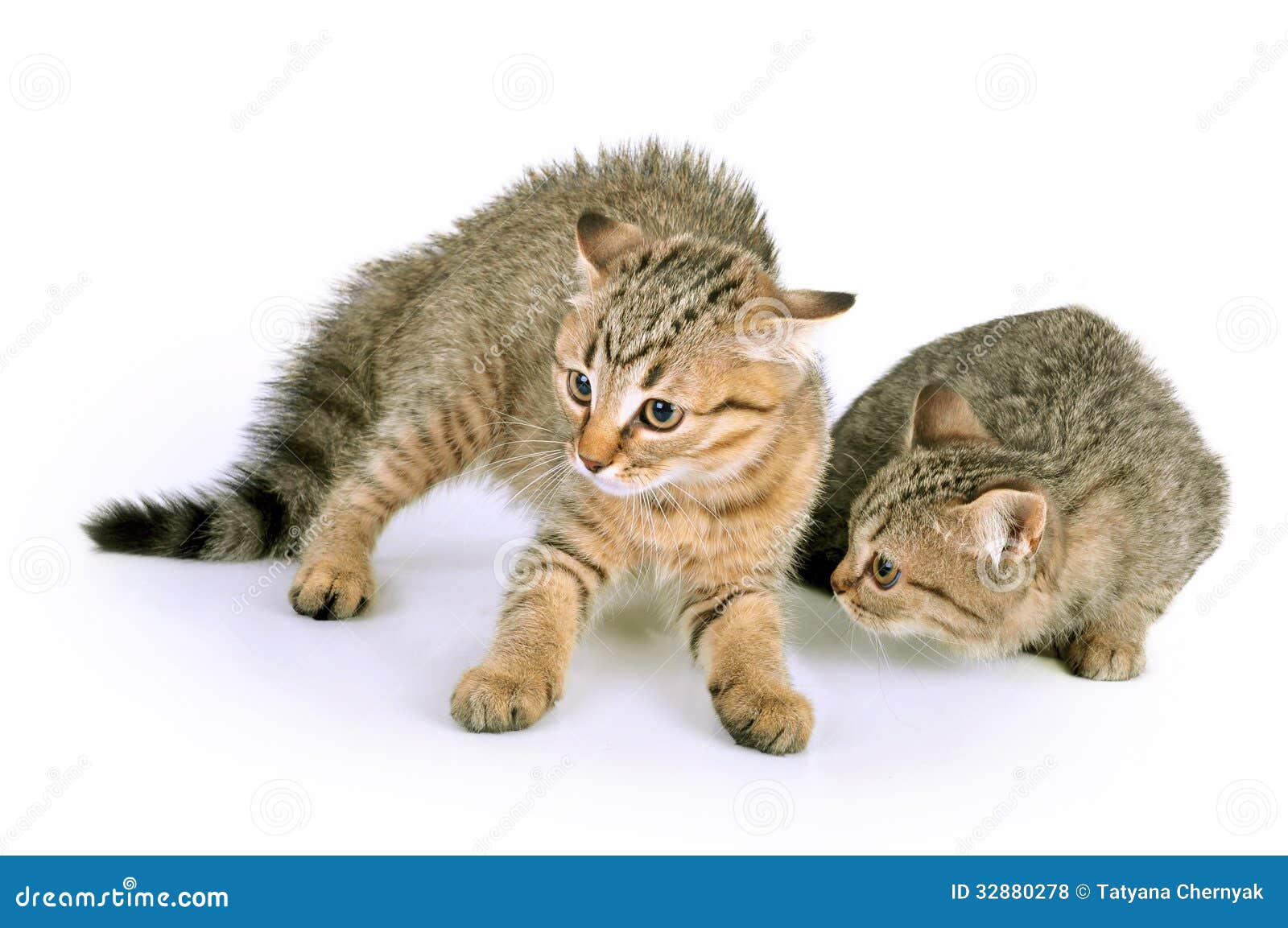 Scared kittens stock photo. Image of domestic, life, active - 32880278